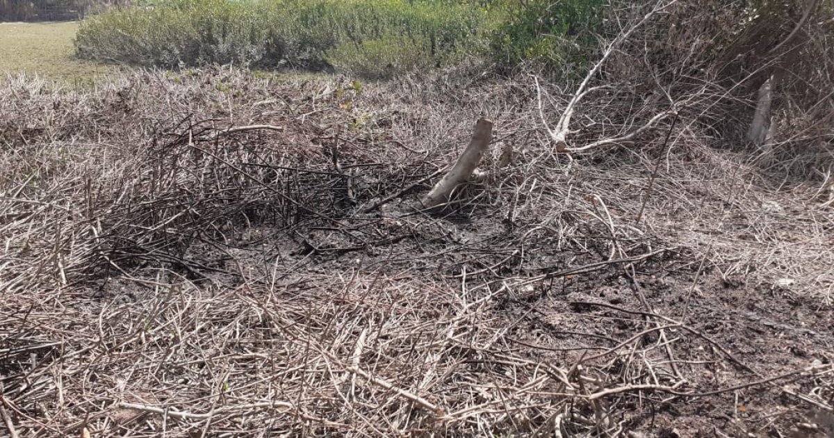 Forest set on fire in Cox’s Bazar’s Marine Drive area