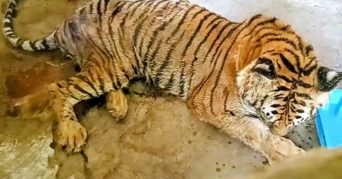 Sick tiger of Gazipur Safari Park dies