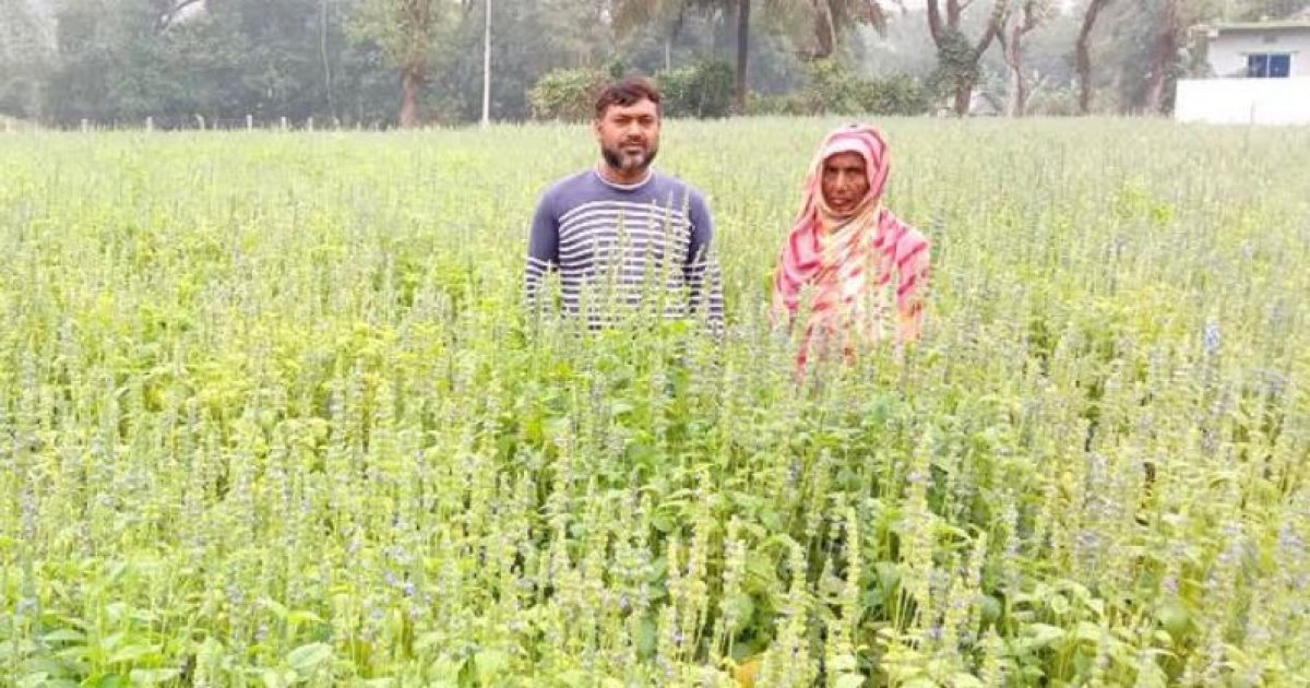 Chia seeds cultivation shows promise in hilly areas