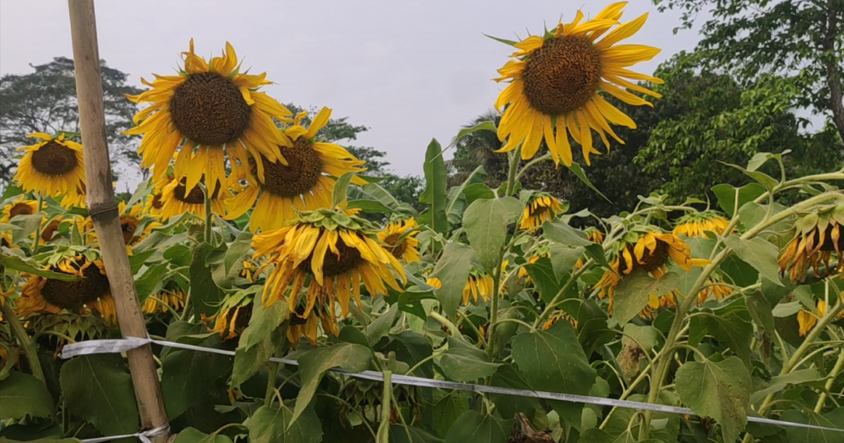 Sunflower cultivation on fallow land brings ray of hope