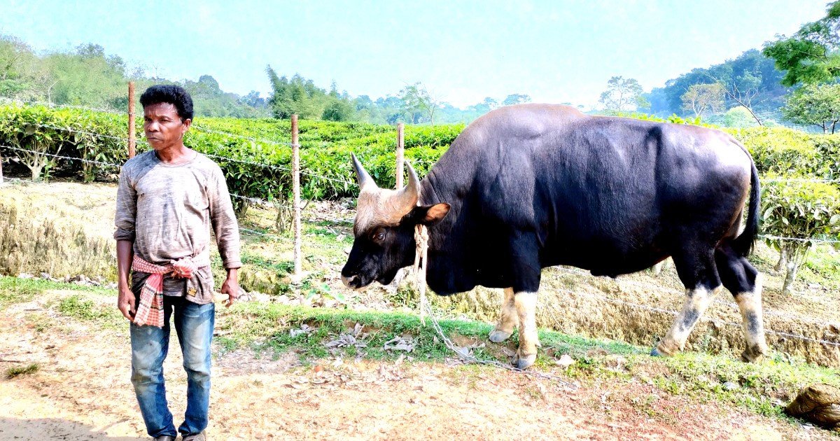 Rearing Gayal becomes popular in tea gardens