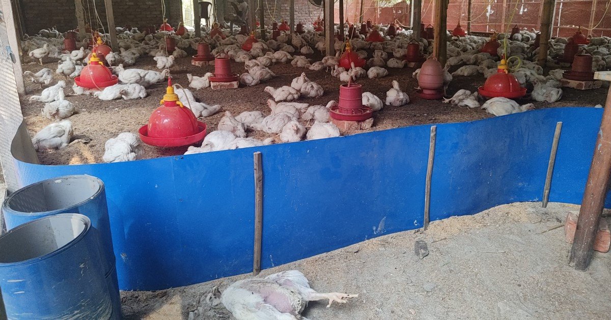 Heatstroke killing chickens wreaking havoc on Kurigram poultry farms