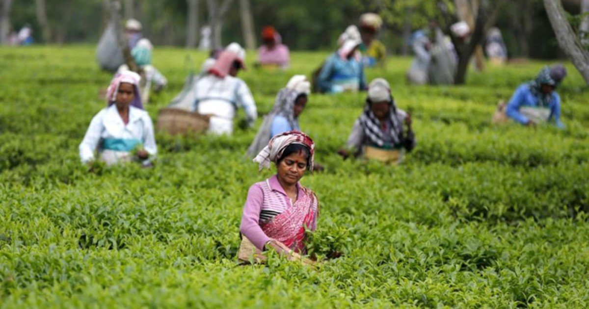 Govt to award tea industry entities, individuals