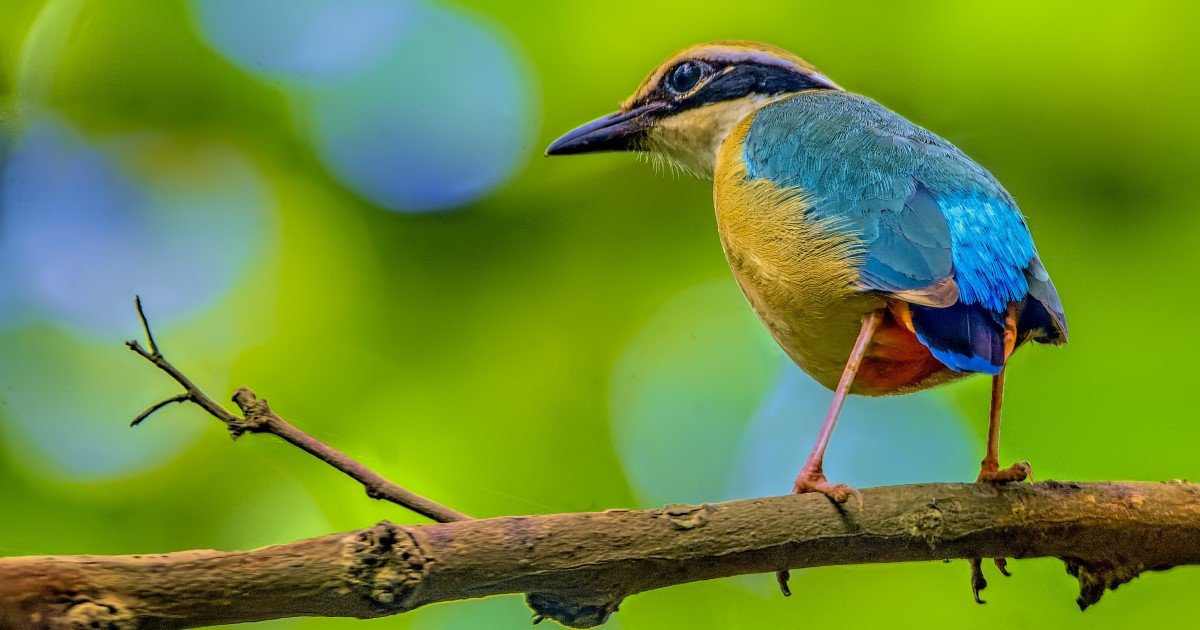 Indian Pitta: A lovely, colourful guest bird