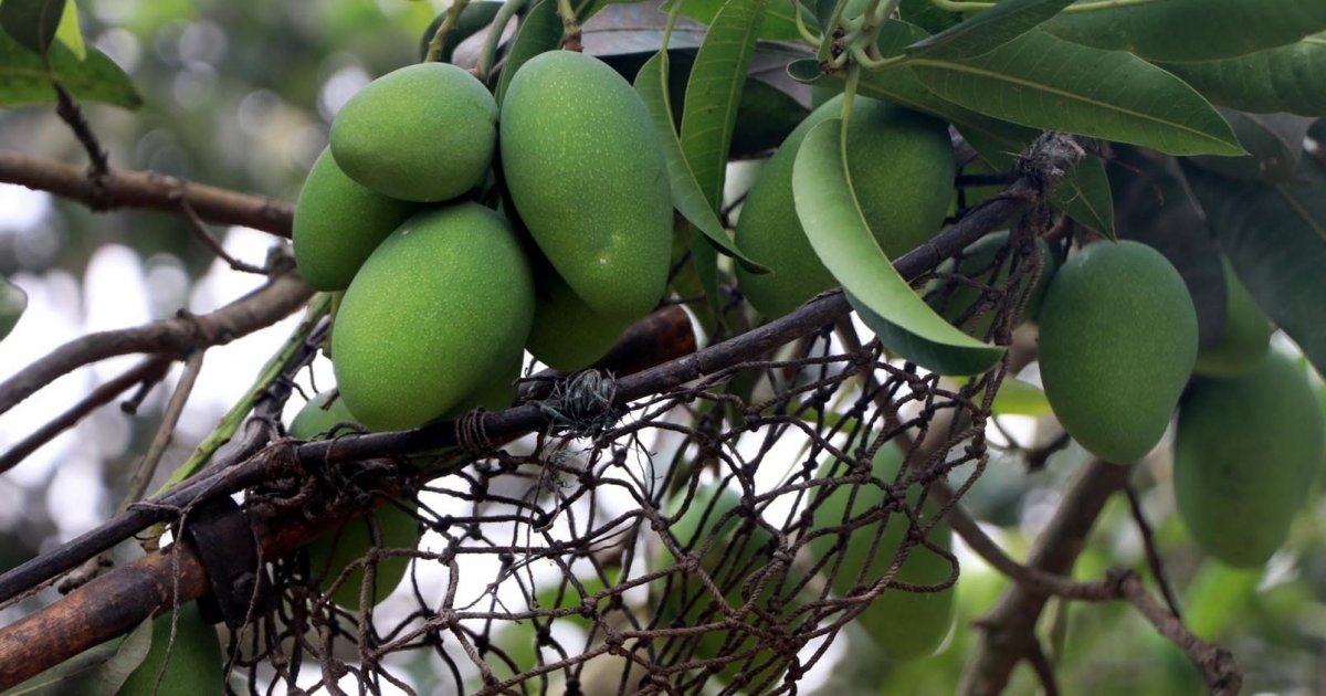 Mango export begins with 10 tons to 4 countries