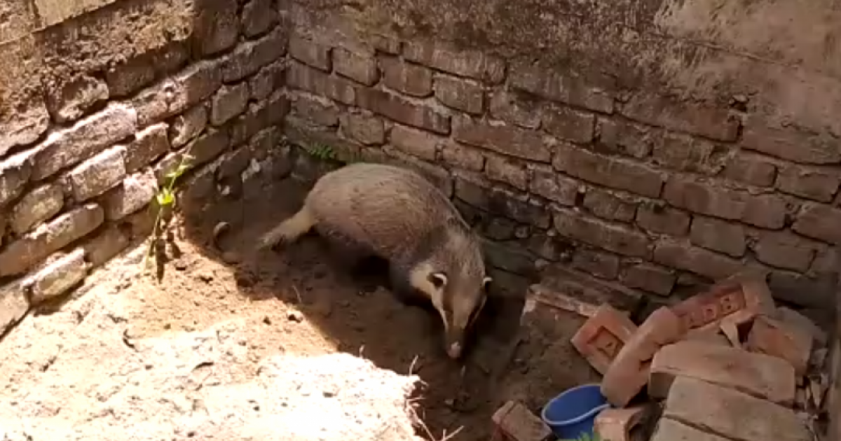 Rare hog badger found in Kurigram