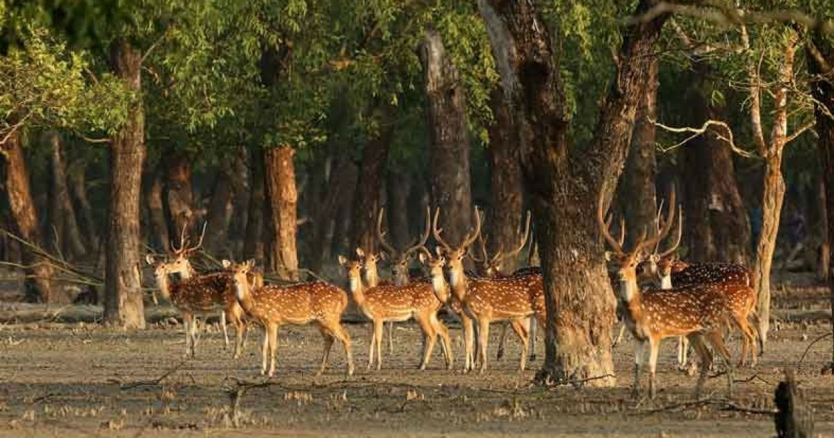 Cyclone Remal: 30 deer carcasses recovered from Sundarbans