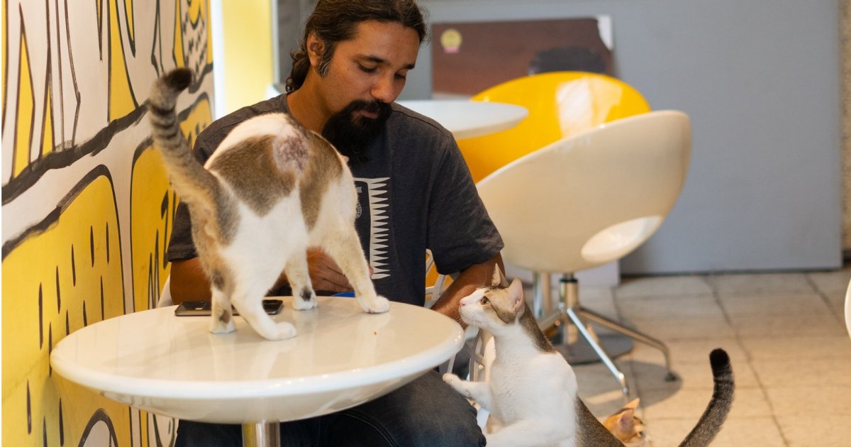 Rescue Heroes: Alik, Chameli's journey to save stray animals