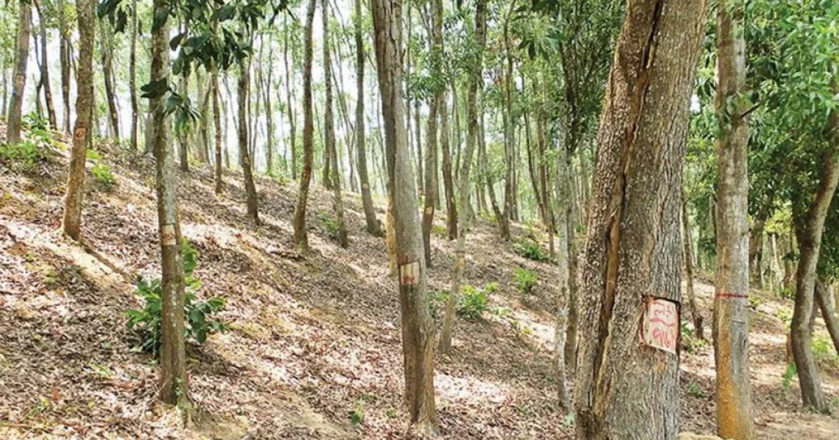 Study highlights recreational value, ecosystem health of Sal forests in Bangladesh