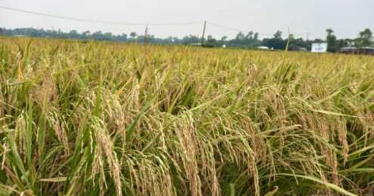 Two new Boro rice varieties approved