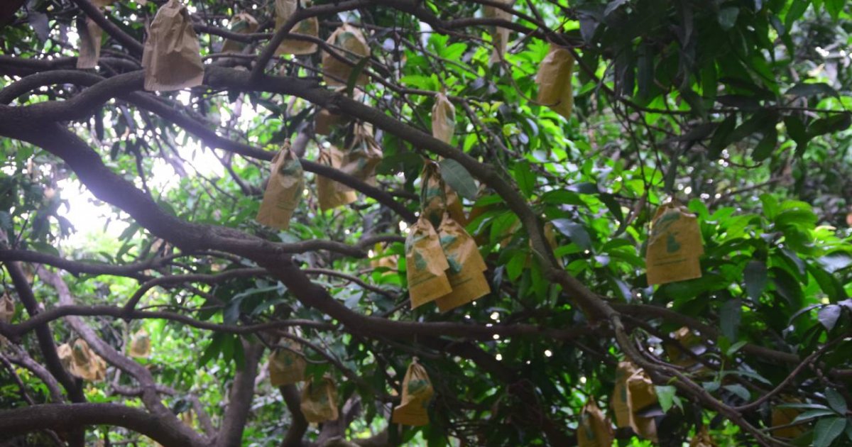 Fruit Bagging method in contract farming propels Rajshahi mango export