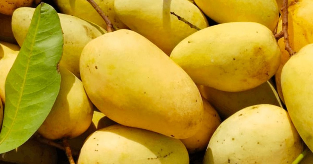 China approves Bangladesh’s fresh mangoes exports