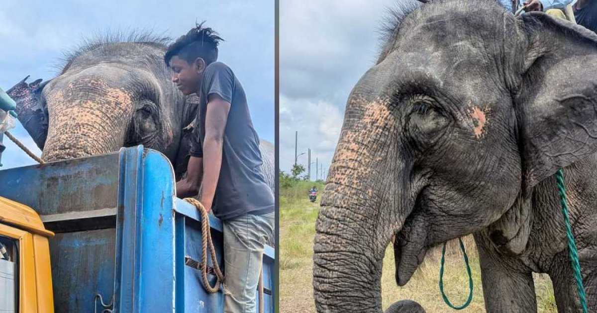 Elephant rescued in Narayanganj after viral torture video, mahout detained