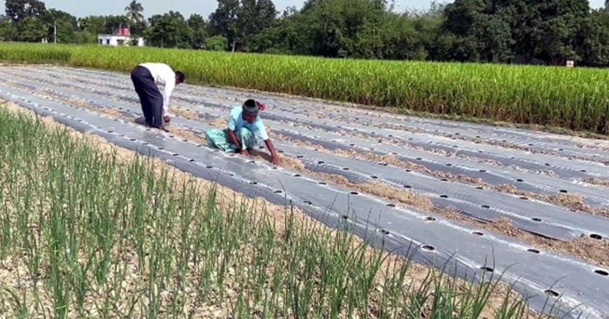 Farmers buoyed as spice cultivation turns profitable
