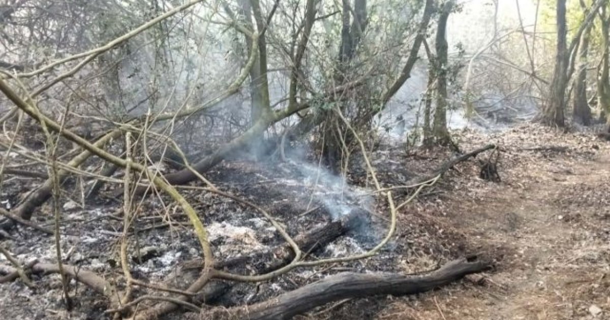 Fire breaks out in Sundarbans Gulisakhali