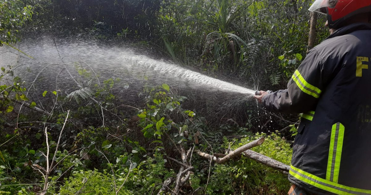 Sundarbans fire: Blaze extinguished, but smoke still rising in some areas