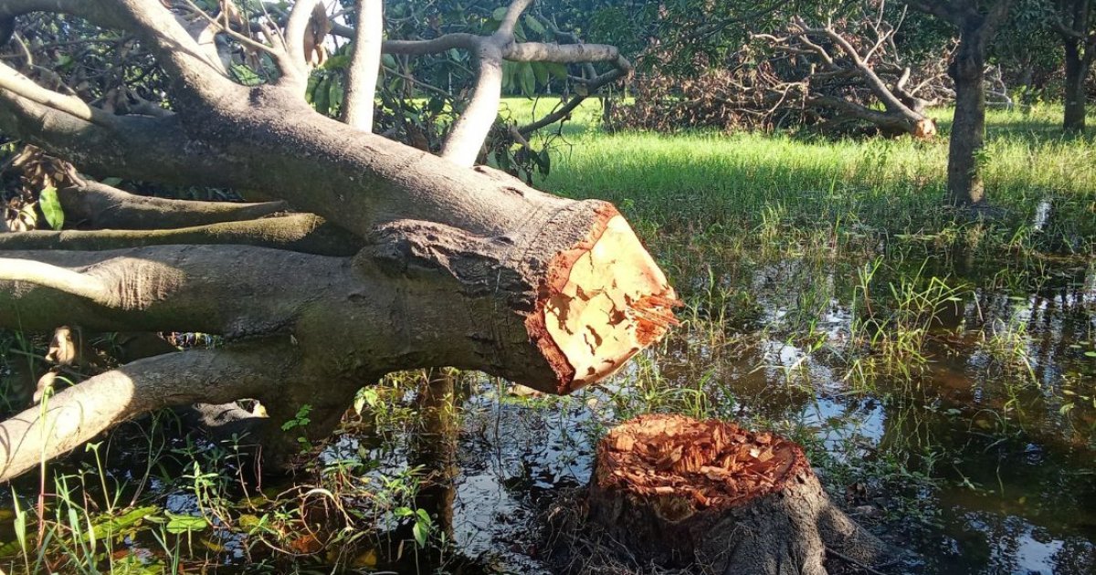 Cutting protected trees to draw fines of up to Tk 1L