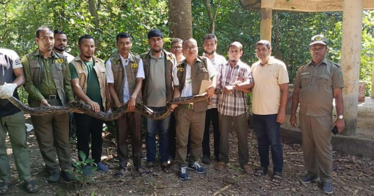 10-foot-long python released into Kaptai National Park