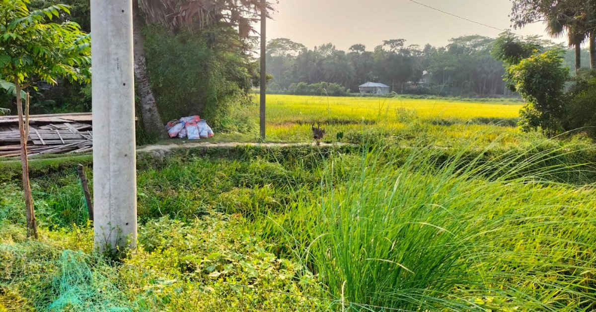 250 families in Gopalganj village suffer due to lack of road access