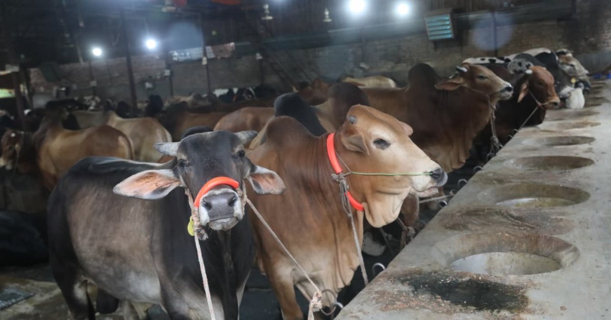 Relief in sacrificial livestock supply, rising cost pressure on farmers