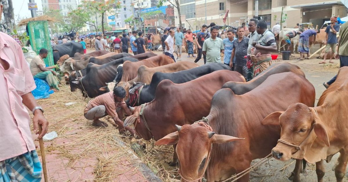 Cattle prices crash over 50% in Dhaka markets on last day