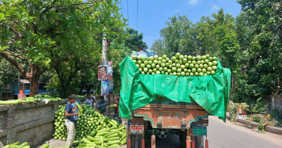 Price crash hits Rajshahi gourd farmers