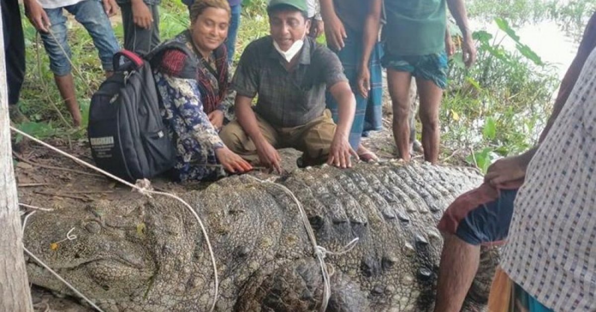 Bagerhat shrine crocodile under observation at Khulna rehabilitation centre
