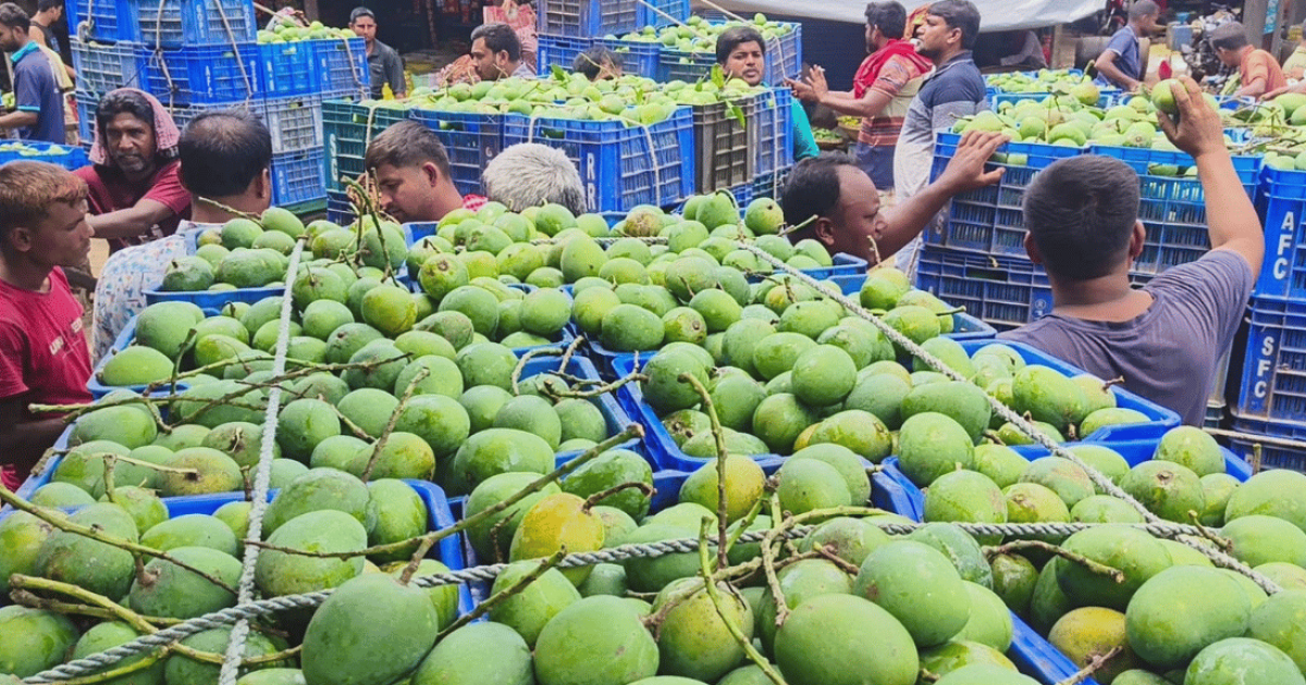 Rajshahi mango markets yet to gain momentum