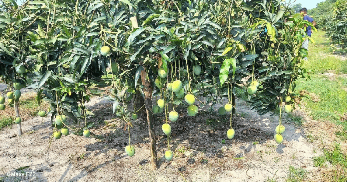 Haribhanga mango to hit market from June 20, with Tk 200 crore sales target