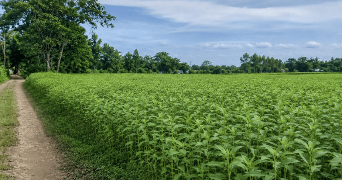 Jute cultivation expands in Rajshahi as prices nearly triple in a decade