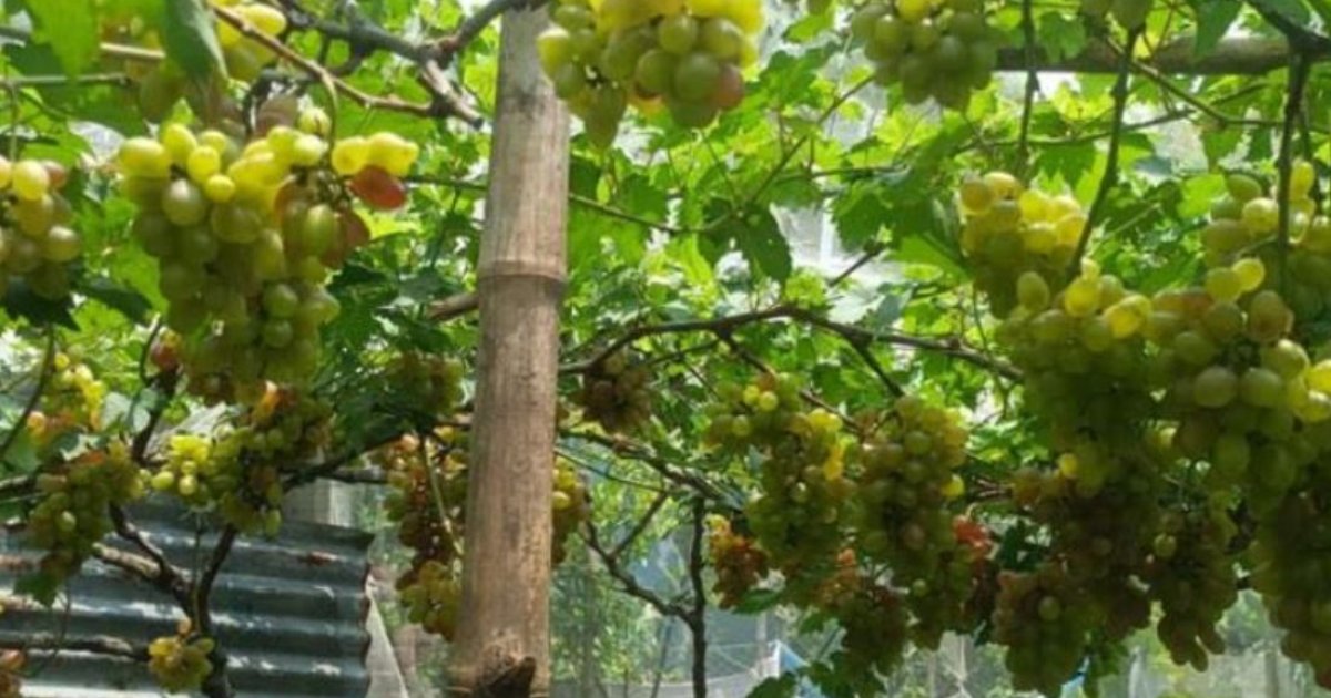 Barind region emerges as hub for commercial grape farming