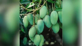 Minister: Bangladesh exports mangoes to 38 countries