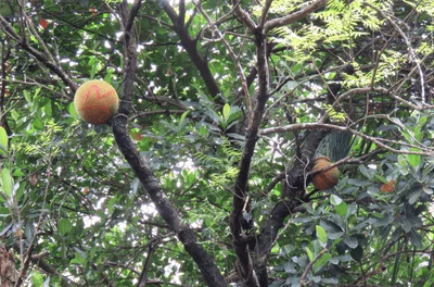 BFRI campus: Haven for birds in Chittagong