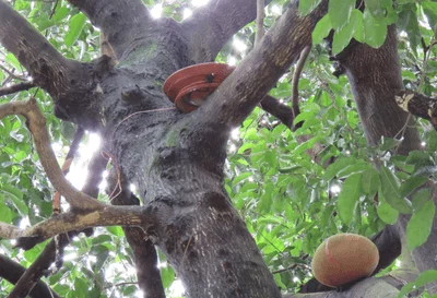 BFRI campus: Haven for birds in Chittagong