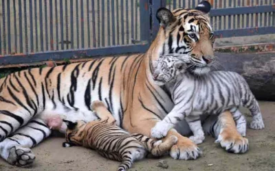 In pictures: Bangladesh's first albino tiger cub