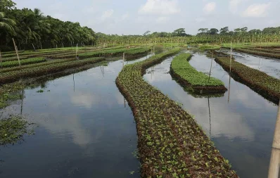 In pictures: Floating farming in the coastal districts