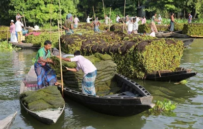 In pictures: Floating farming in the coastal districts