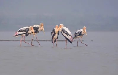 Bracing mud water for painted storks
