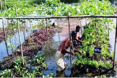 Cyclone Midhili: 200,000 farmers suffer losses of 182C in Barisal