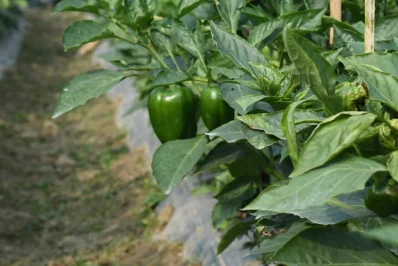 Capsicum farming gains popularity in Kushtia