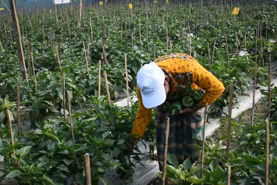 Capsicum farming gains popularity in Kushtia