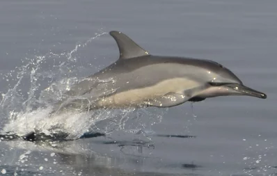 What we know about Bangladesh’s submarine canyon