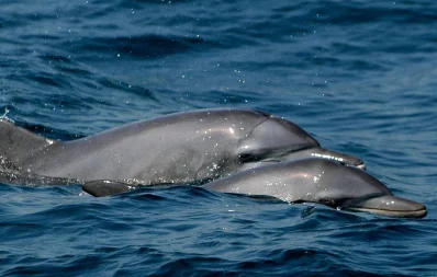 What we know about Bangladesh’s submarine canyon