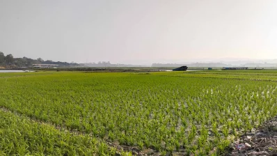 Kaptai Lake being used for Boro cultivation