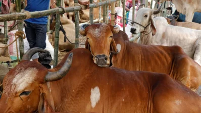 Cattle markets begin to form in Dhaka ahead of Eid-ul-Azha