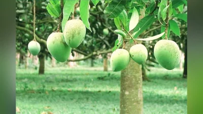 Farmers hope to sell Haribhanga mangoes worth 250C