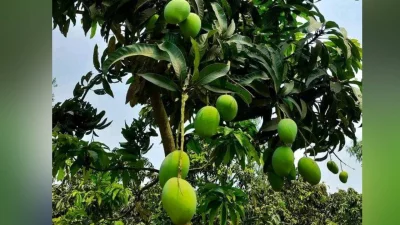 Farmers hope to sell Haribhanga mangoes worth 250C