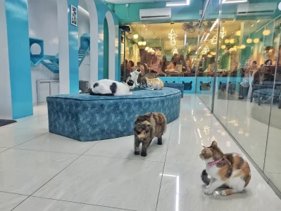 Capawcino cafe: Play, adopt a kitty with your coffee