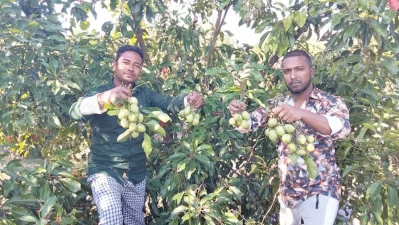 Farmers reap rewards of olive boom in Rangamati