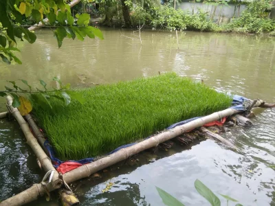 Floating seedbeds offer lifeline to rice cultivation in coastal Khulna
